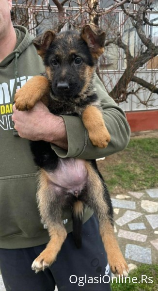 Štene Nemački ovčar kratkodlaki na prodaju - , Ruma, cena Po dogovoru